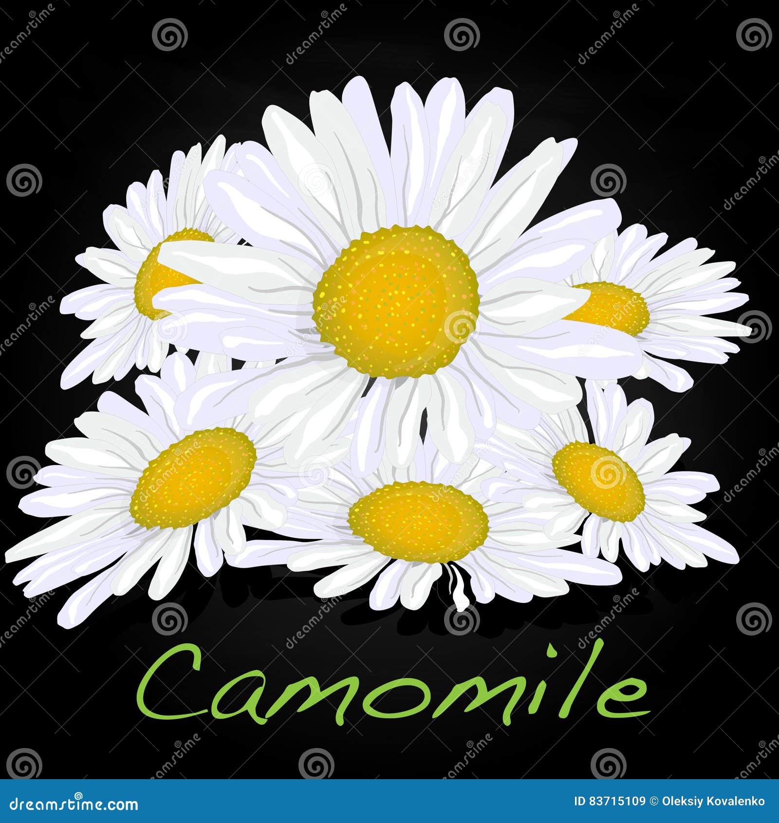 Camomile Illustration Vector Stock Vector - Illustration of vegetation ...