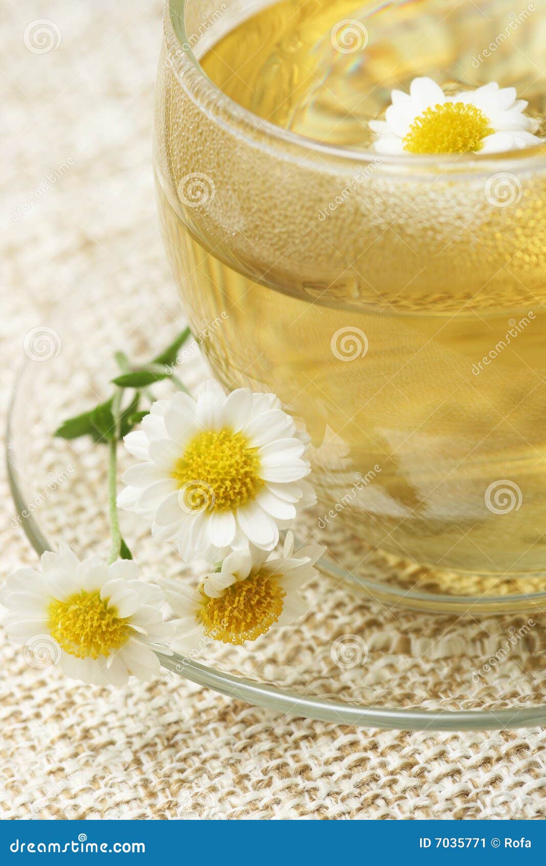 Camomile tea stock image. Image of camomile, white, cleanse - 7035771