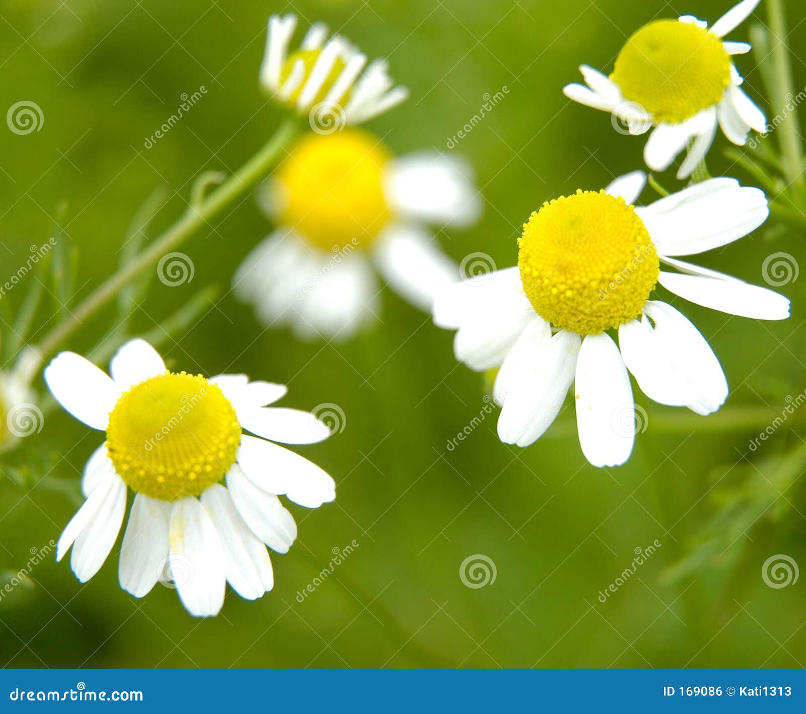Camomiles stock photo. Image of growing, flower, chamomiles - 169086