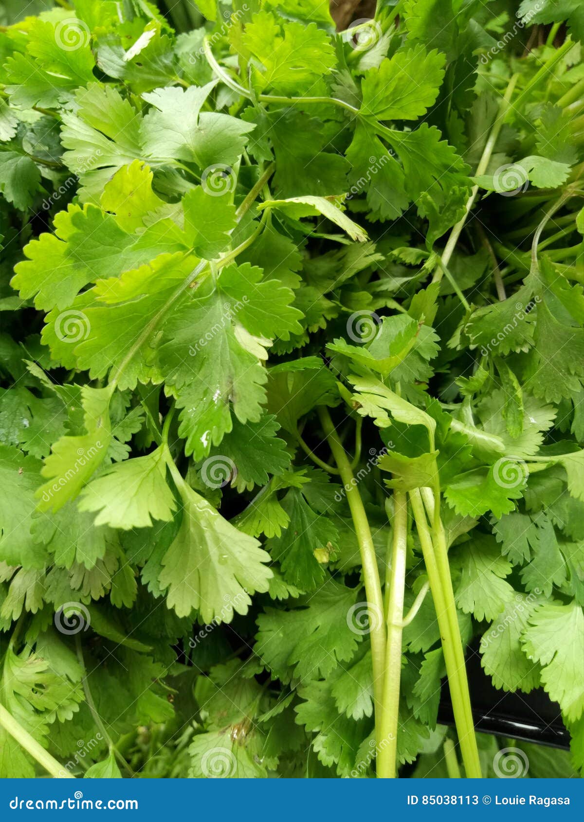 Camote Tops stock image. Image of tops, green, vegetable - 85038113