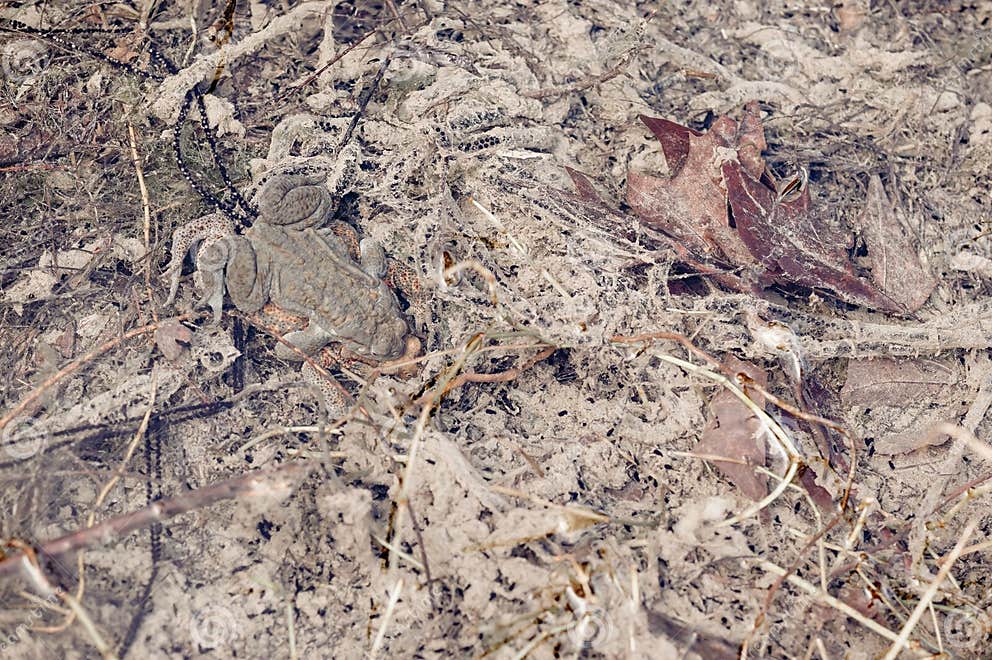 Camouflage De Accouplement De Crapauds Photo stock - Image du humide ...