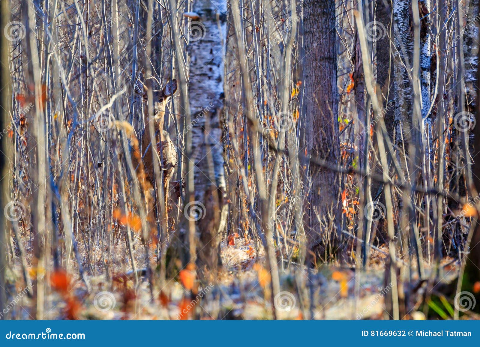 Camouflage Deer stock photo. Image of still, cover, horizontal - 81669632