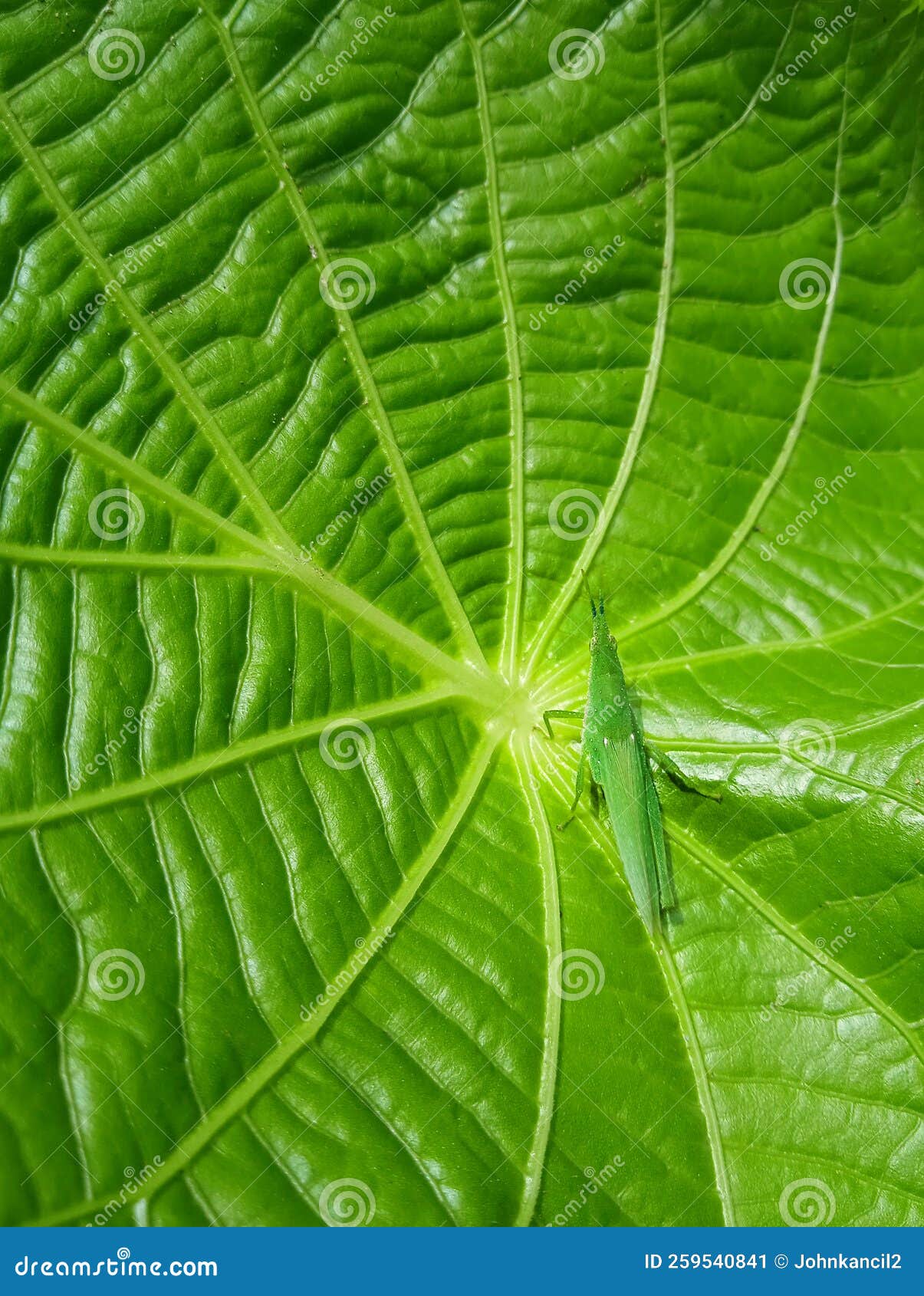 Camouflage and Disguise of a Green Grasshopper on a Green Leaf. Stock ...