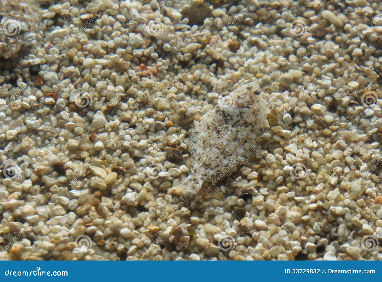 Camouflage Flat Fish stock photo. Image of camouflage - 53729832