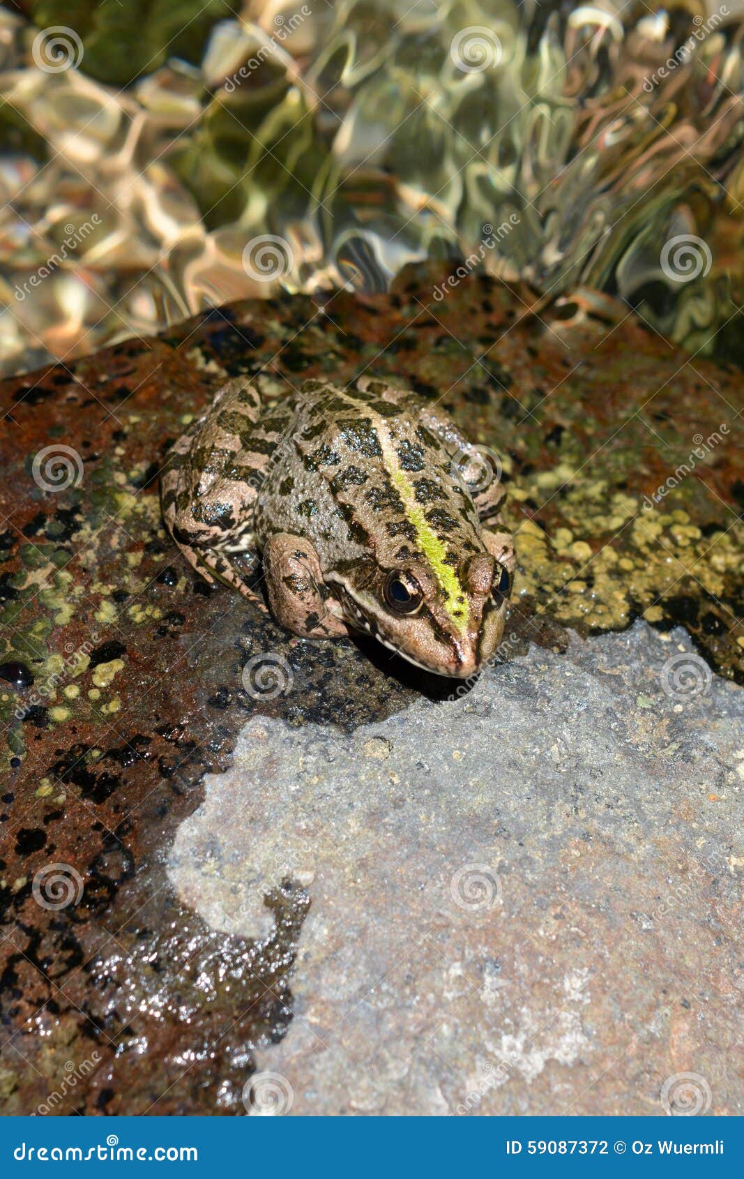 Camouflage stock photo. Image of camouflaging, amphibians - 59087372