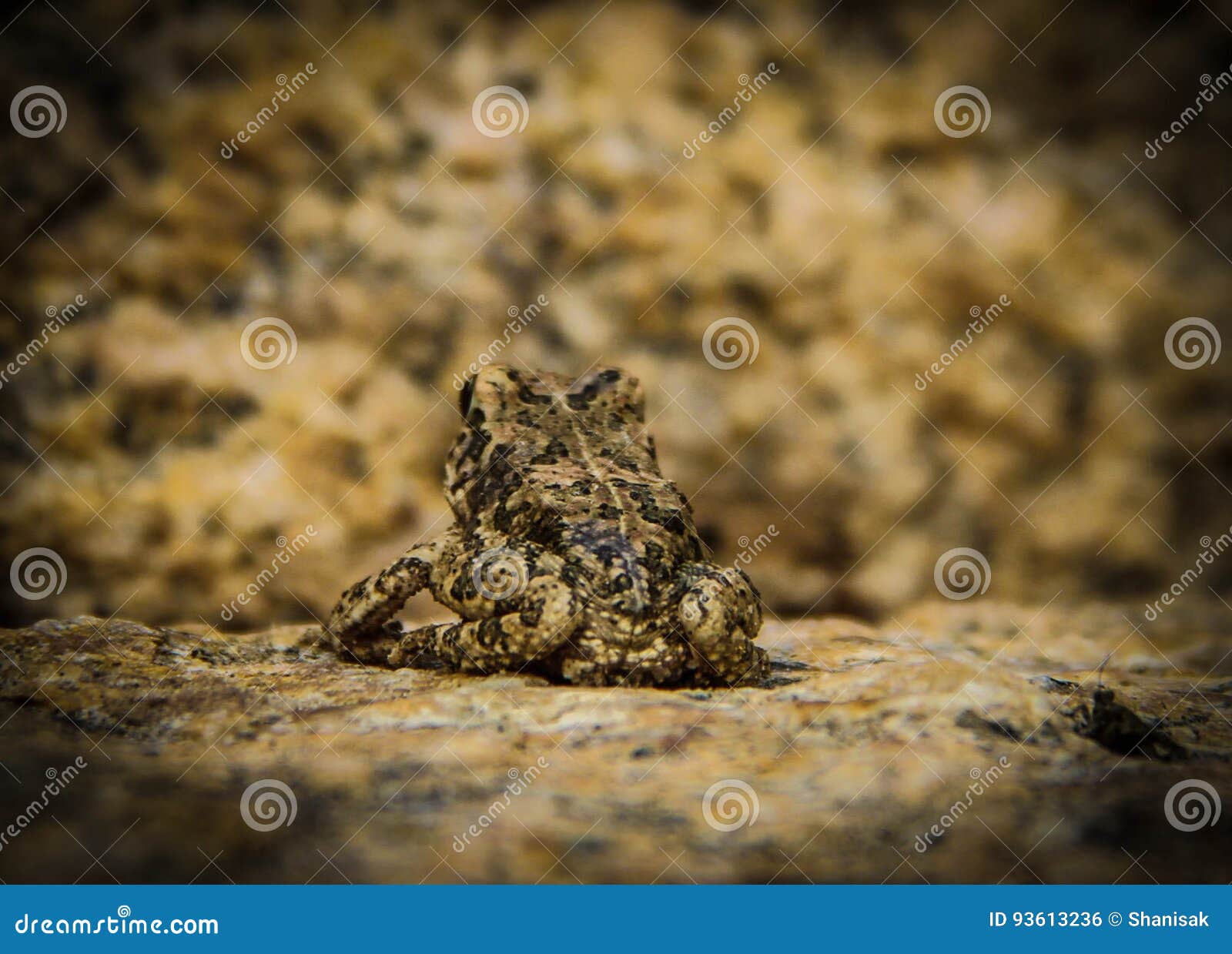 Camouflage Frog stock photo. Image of green, ocean, middle - 93613236
