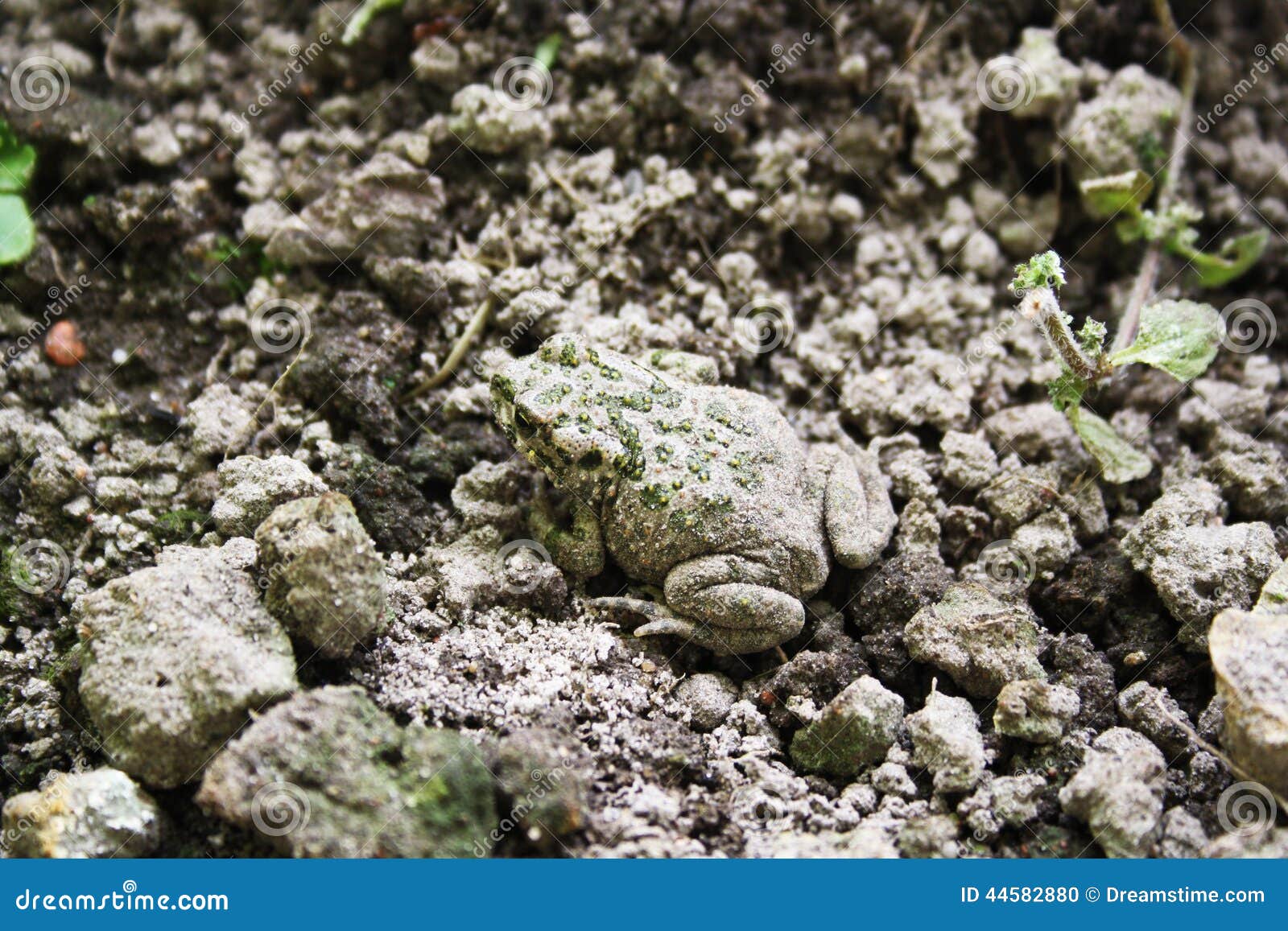 Camouflage frog stock photo. Image of camouflage, garden - 44582880