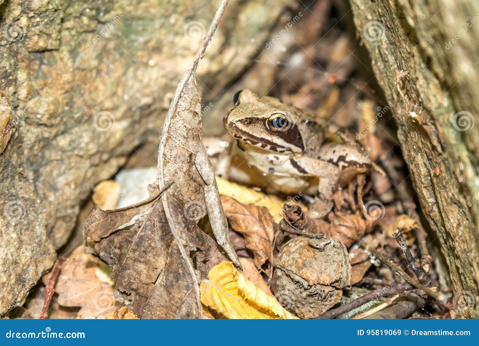 Camouflage frog stock image. Image of woods, wildlife - 95819069