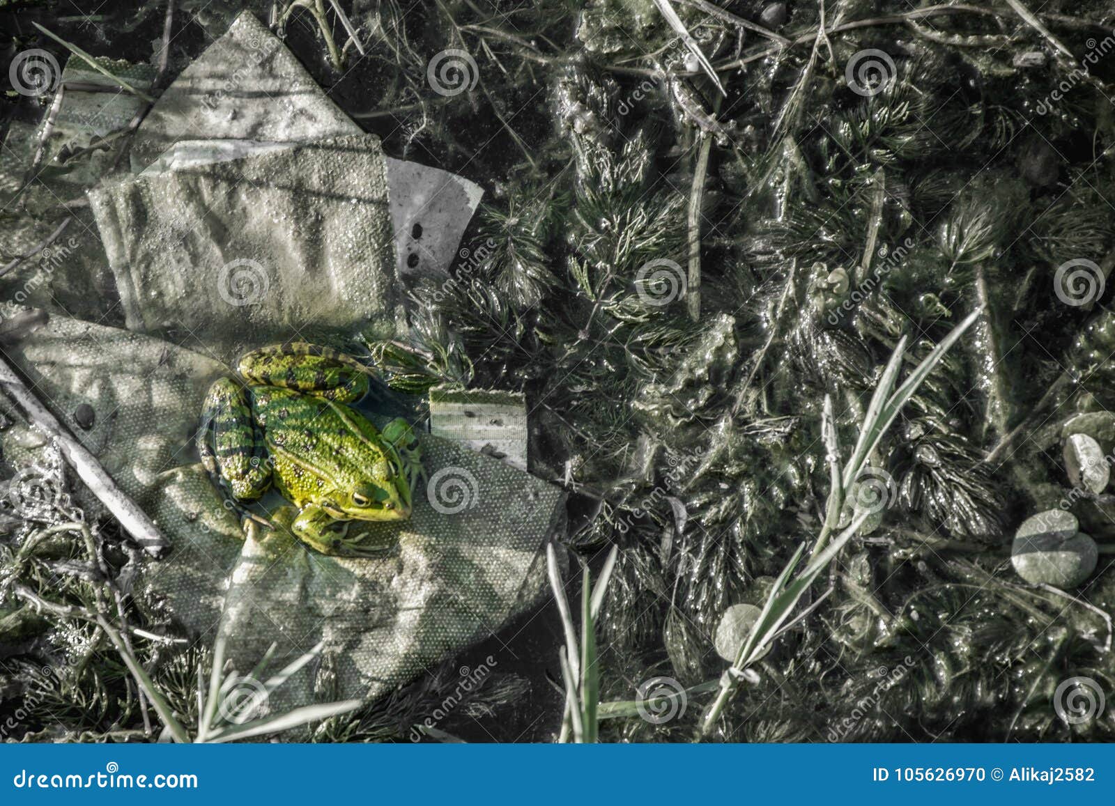 Camouflage Frog in the Pond Stock Photo - Image of bullfrog, exotic ...