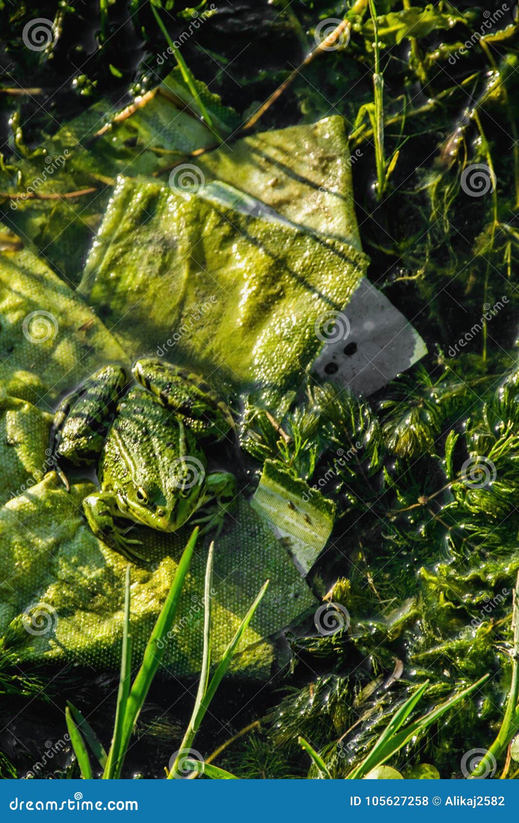 Camouflage Frog in the Pond Stock Photo - Image of conservation, fauna ...
