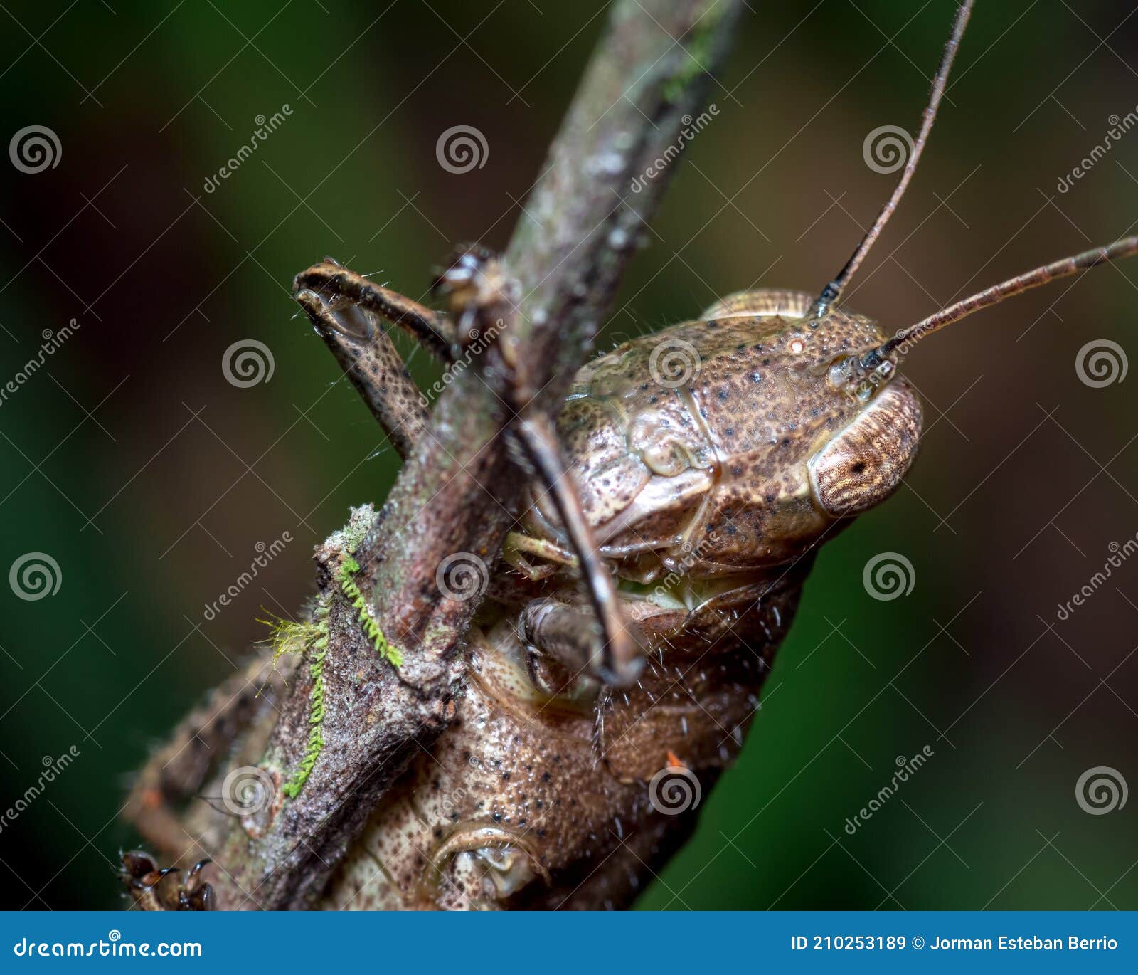 Camouflage of a Grasshopper while Hugging a Spike of Grass Stock Image ...