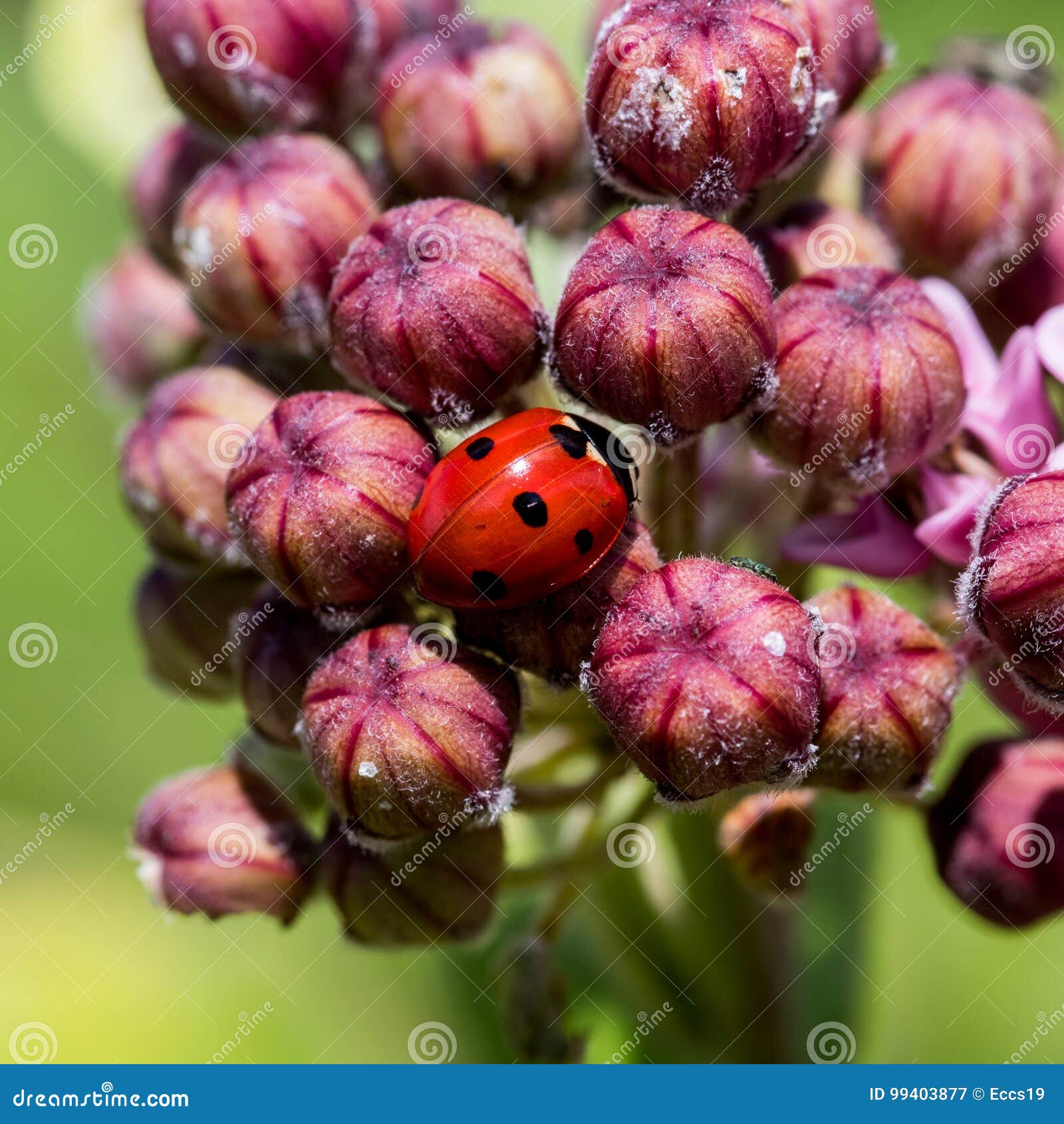 Camouflage ladybug stock image. Image of green, hiding - 99403877