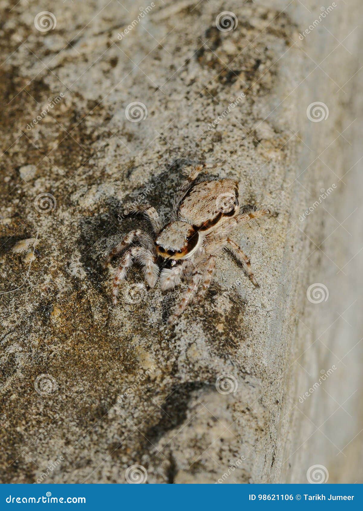 Camouflage stock photo. Image of camouflaged, camouflage - 98621106