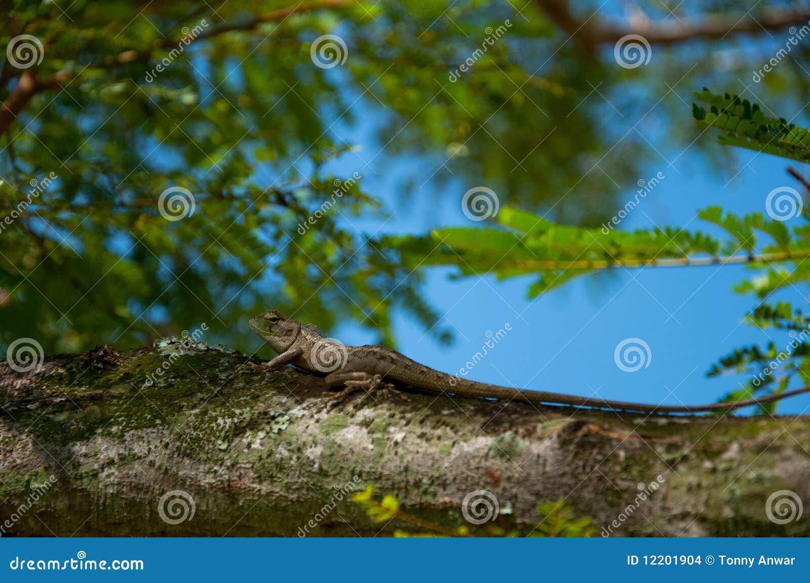 Camouflage_Lizard stock photo. Image of reptile, animal - 12201904