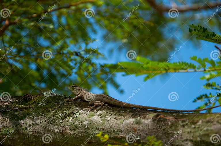 Camouflage_Lizard stock photo. Image of reptile, animal - 12201904