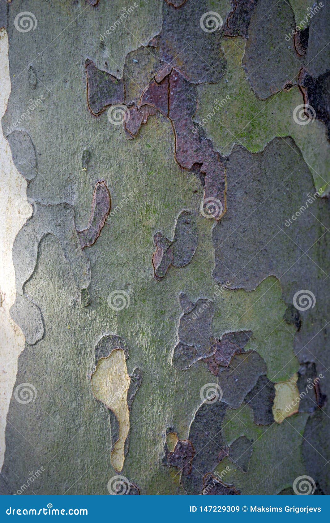 Camouflage Pattern of Bark of a Platanus Tree Stock Image - Image of ...