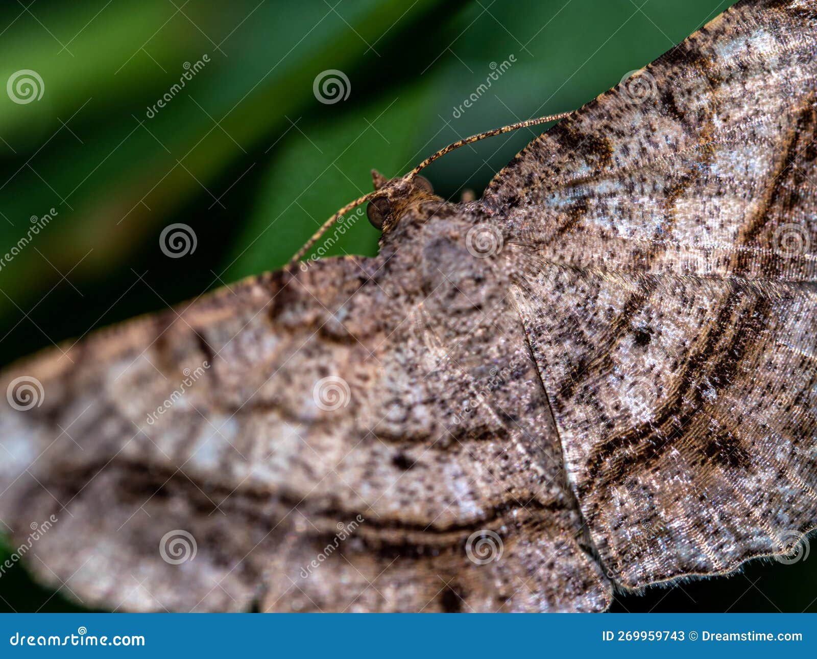 The Camouflage Pattern on Looper Moth Wings Stock Image - Image of ...