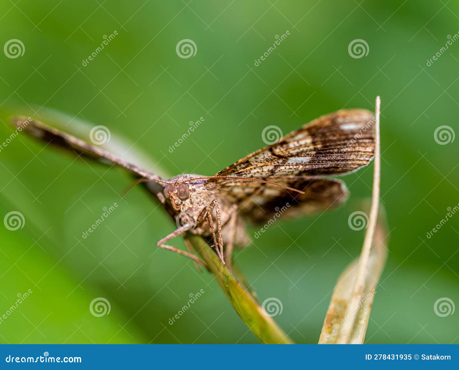 Camouflage Pattern on Looper Moth Wings Stock Image - Image of outdoor ...