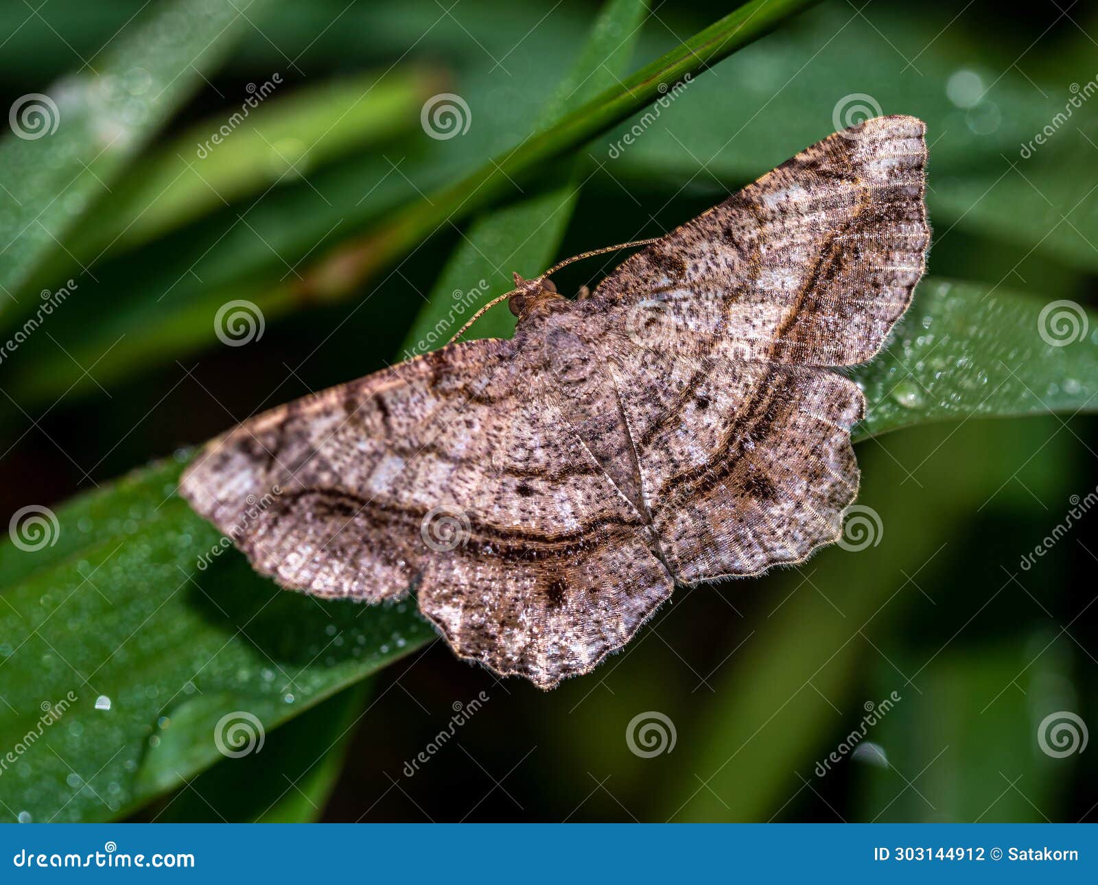 The Camouflage Pattern on Looper Moth Wings Stock Photo - Image of ...