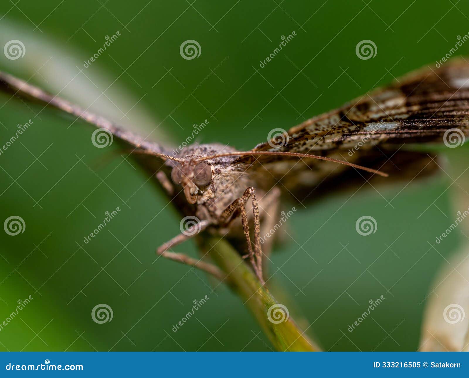 Camouflage Pattern on Looper Moth Wings Stock Image - Image of fauna ...