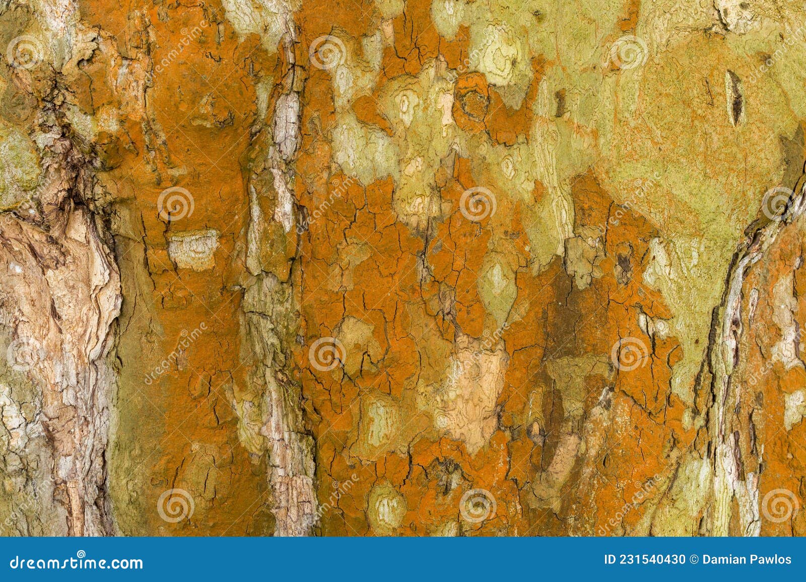 Camouflage Pattern of a Plane Tree Platanus. Rusty Platan Tree Bark ...