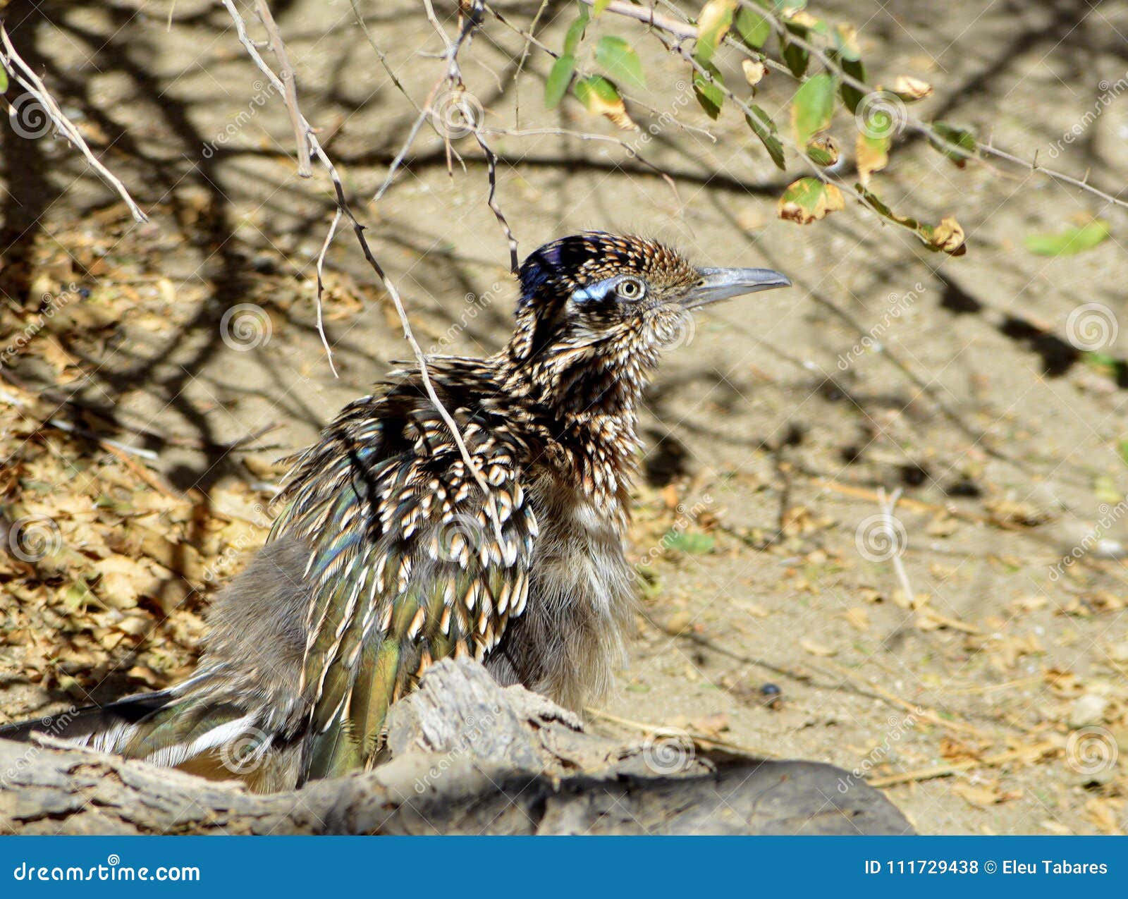 A Camouflage Roadrunner Under a Tree Stock Photo - Image of caracal ...