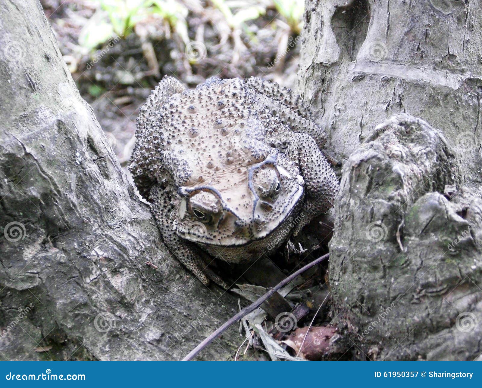 The Camouflage of toad stock image. Image of skin, camouflage - 61950357
