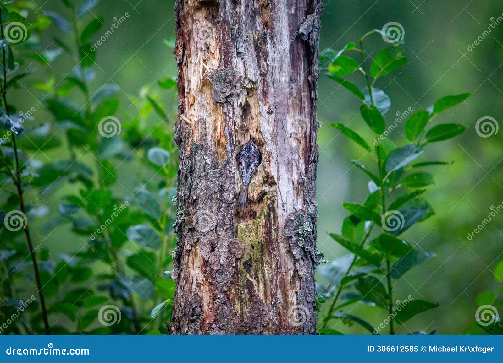 Tree Runner, Outdoor Obstacle Courses With Zip-lines, Swinging Logs ...
