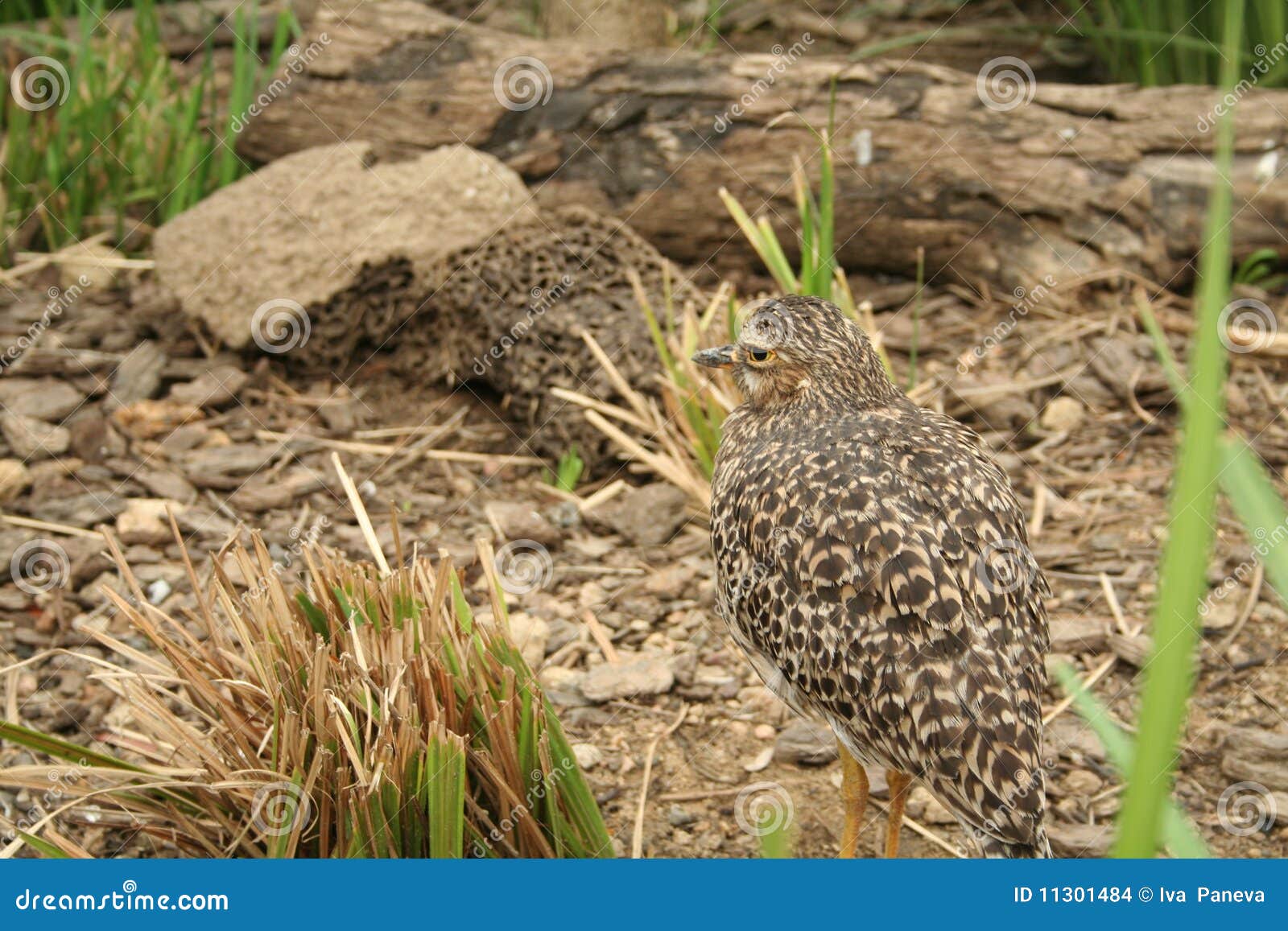 A camouflaged bird stock photo. Image of africa, bird - 11301484
