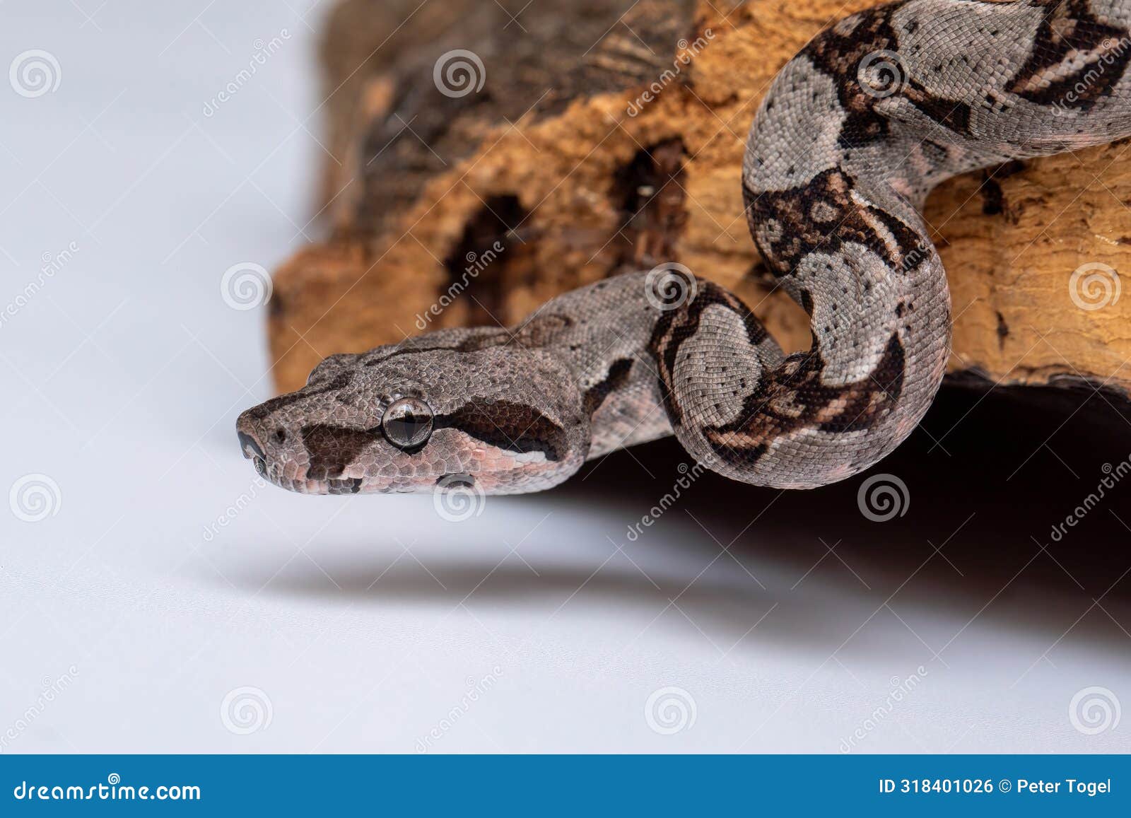 Camouflaged Boa Constrictor Scales on Tree Bark in Studio Stock Photo ...
