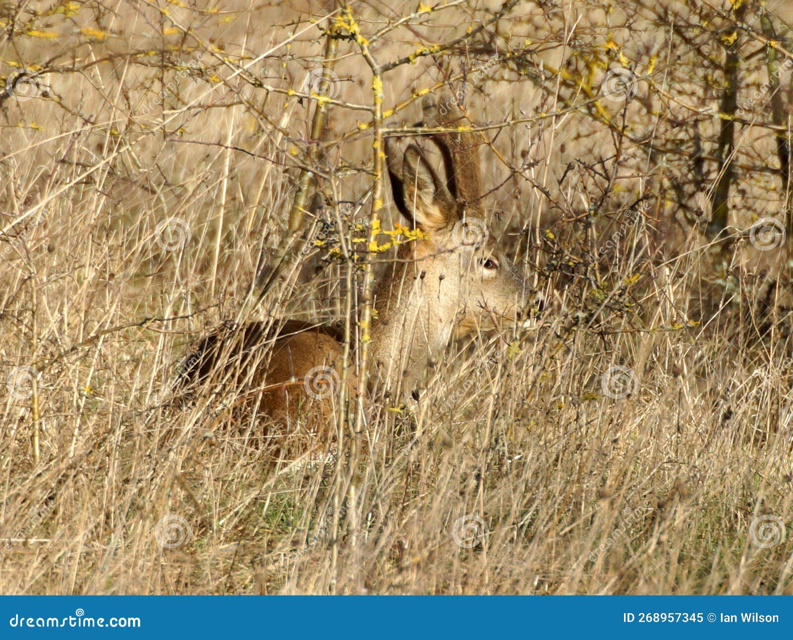 Camouflaged Buck Deer Hiding in the Long Grass Stock Image - Image of ...