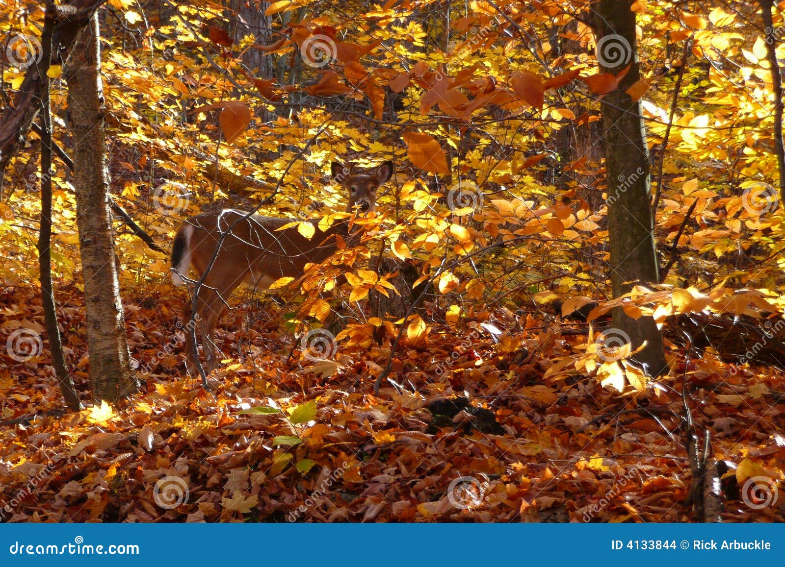 Camouflaged Deer stock photo. Image of deer, autumn, camouflage - 4133844