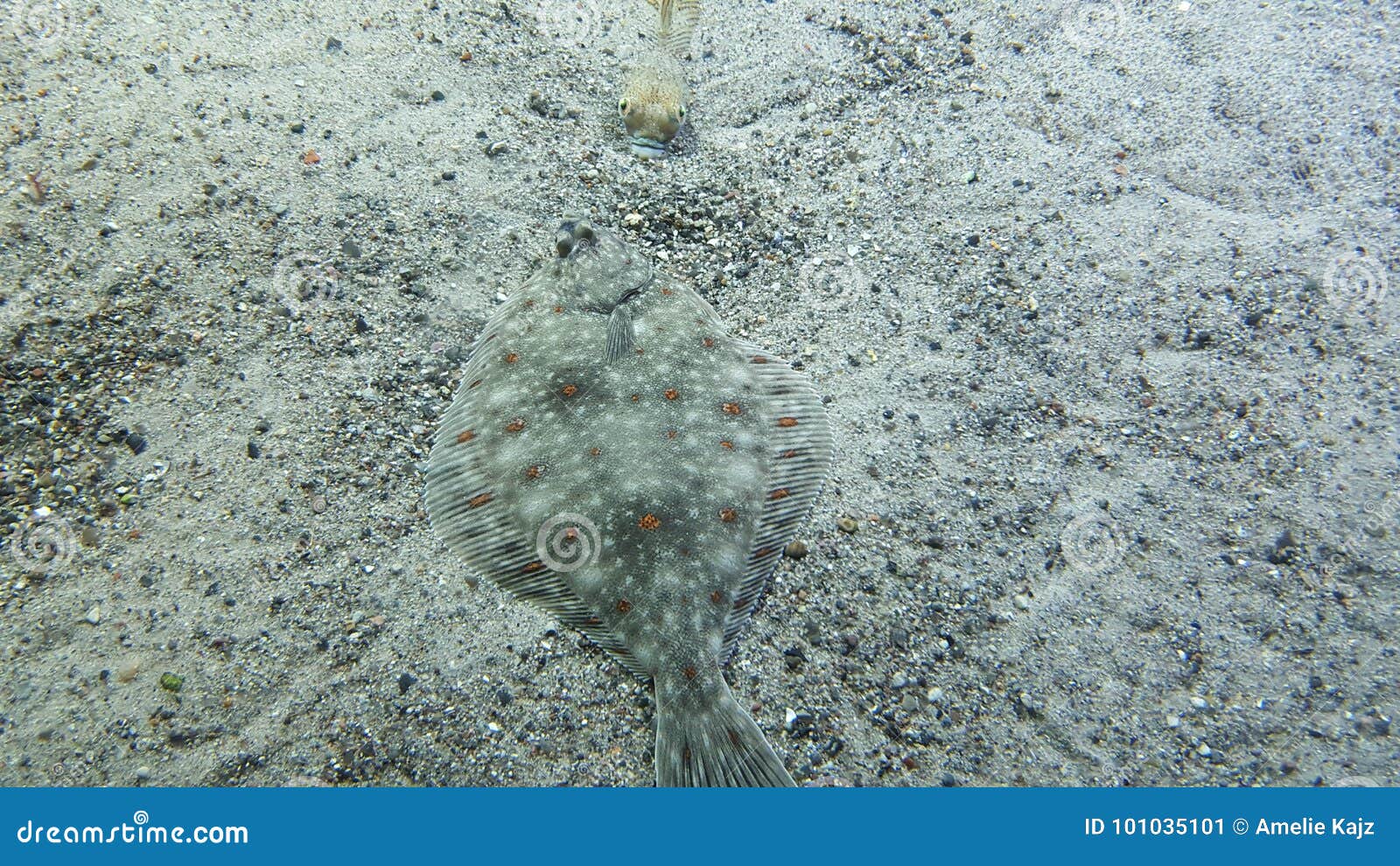 Camouflaged fish stock image. Image of sand, digging - 101035101