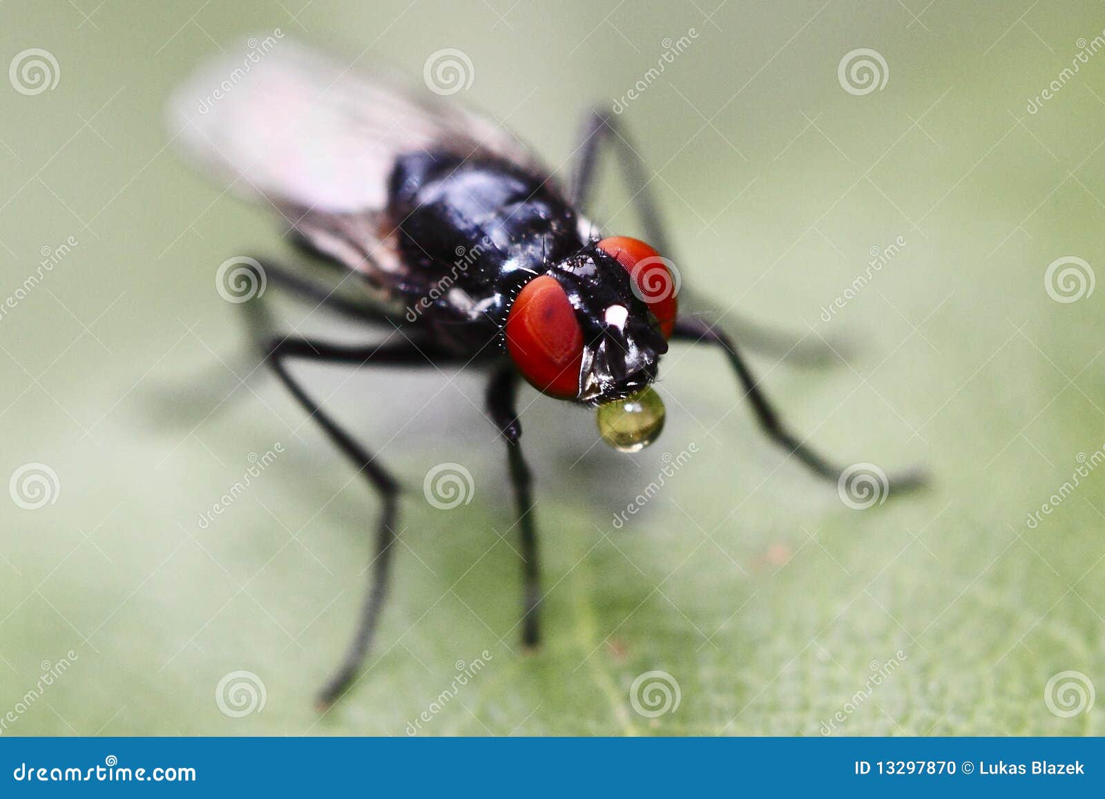 Camouflaged Flesh Fly with Bubble Stock Photo - Image of carnaria ...