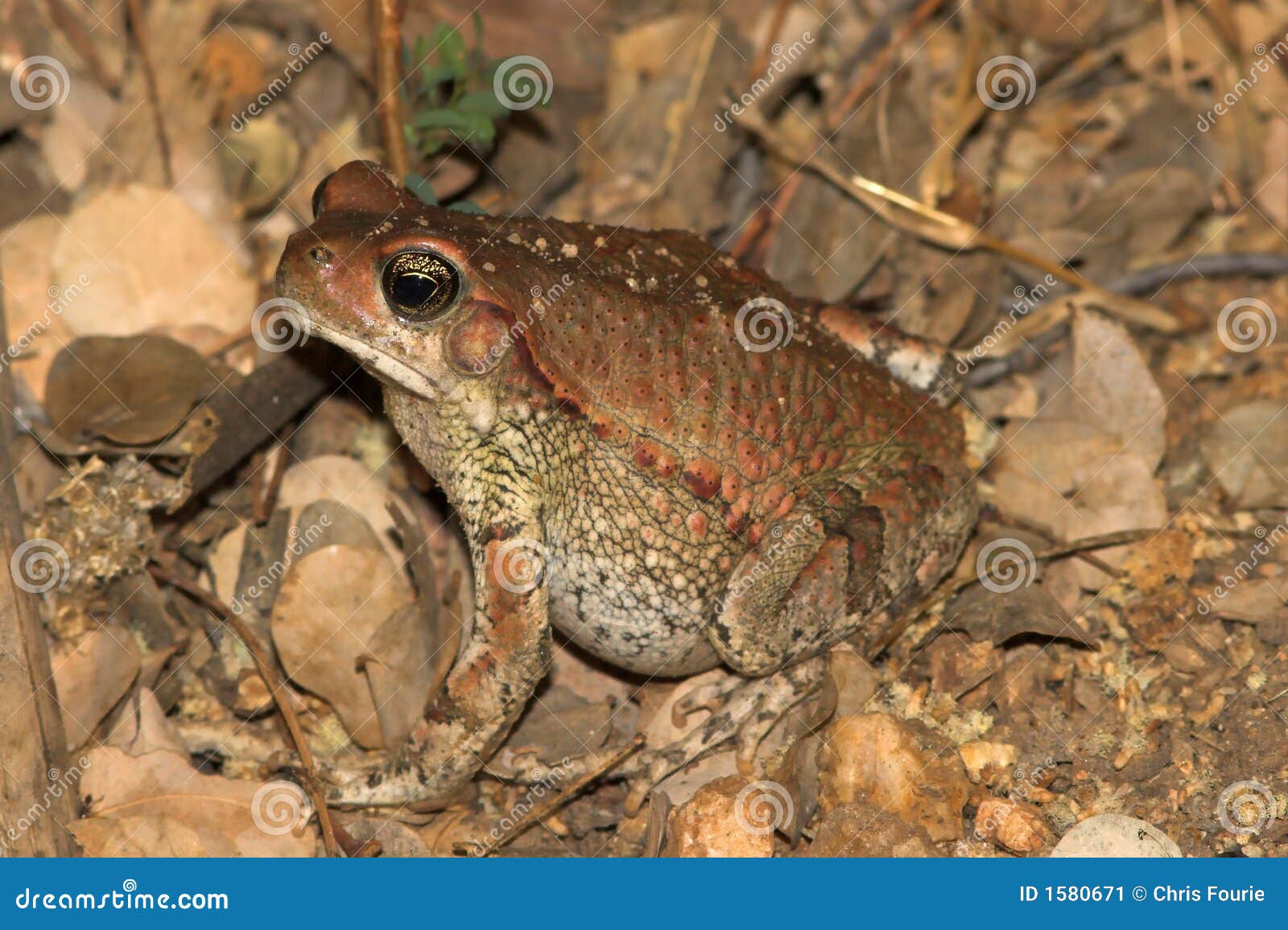Camouflaged Frog stock image. Image of climb, jump, hide - 1580671