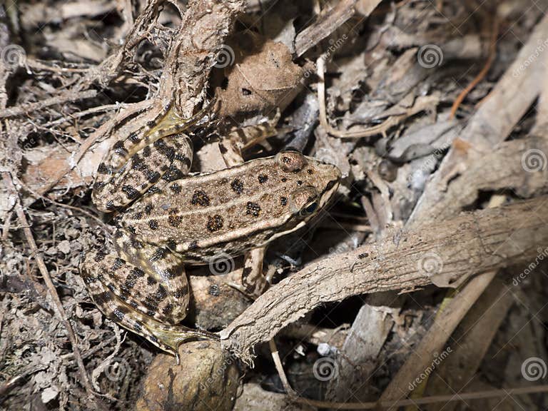 Camouflaged frog stock image. Image of camouflaged, disguised - 20603281