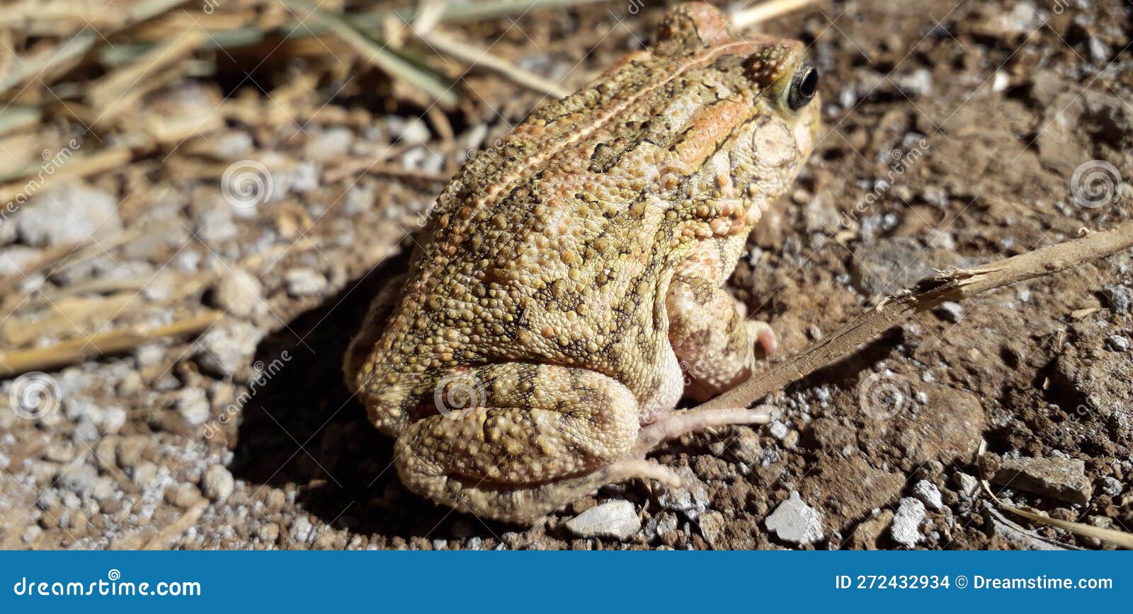 Camouflaged Frog stock photo. Image of jump, animal - 272432934
