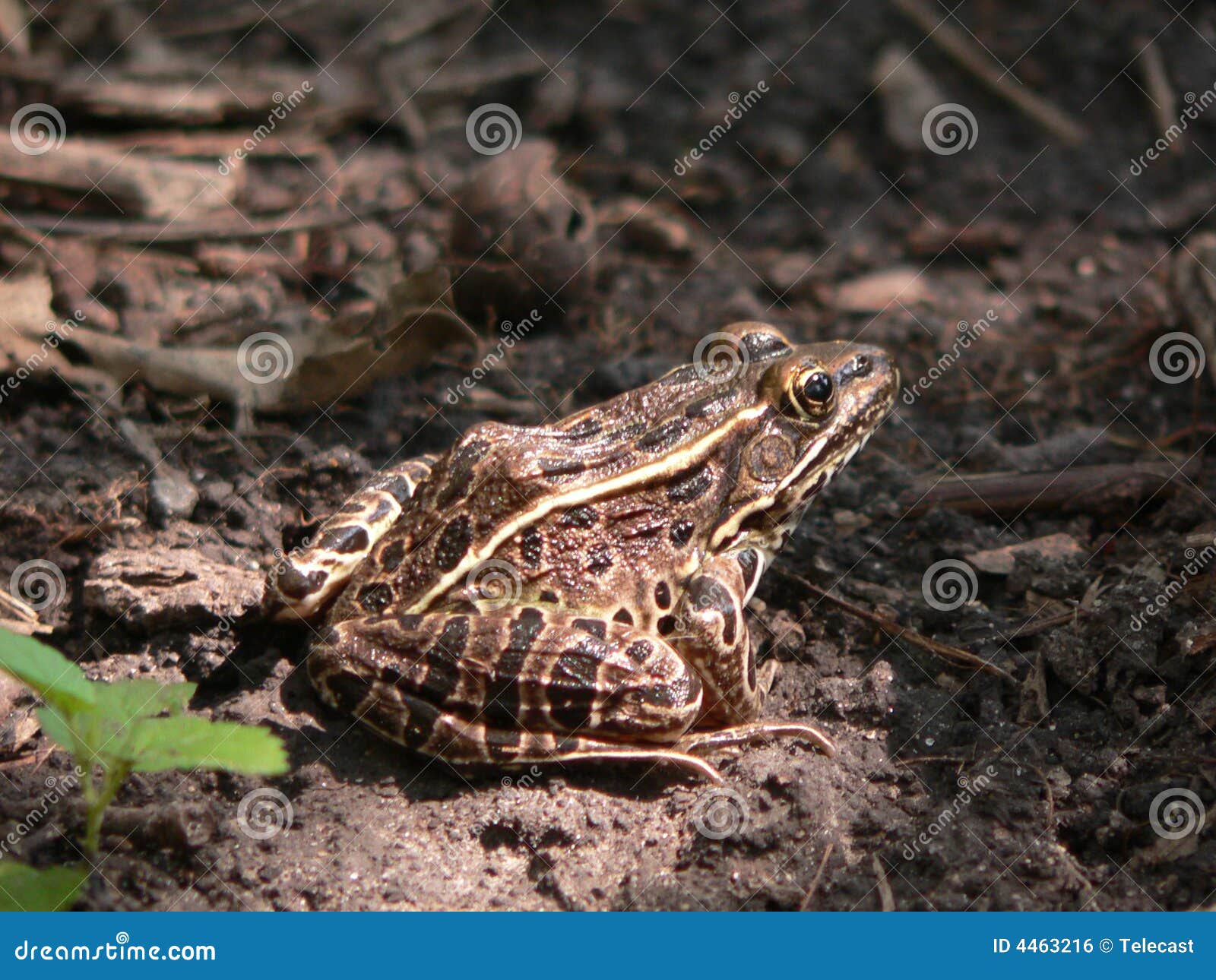 Camouflaged Frog stock photo. Image of creature, camouflage - 4463216