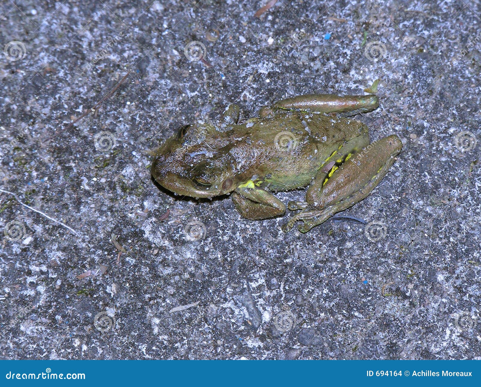 Camouflaged Frog stock photo. Image of water, frog, animal - 694164