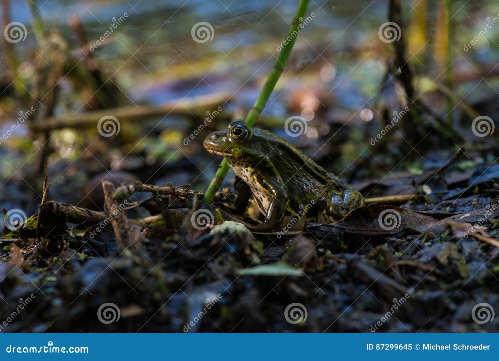 Camouflaged frog stock image. Image of swamp, lower, saxony - 87299645