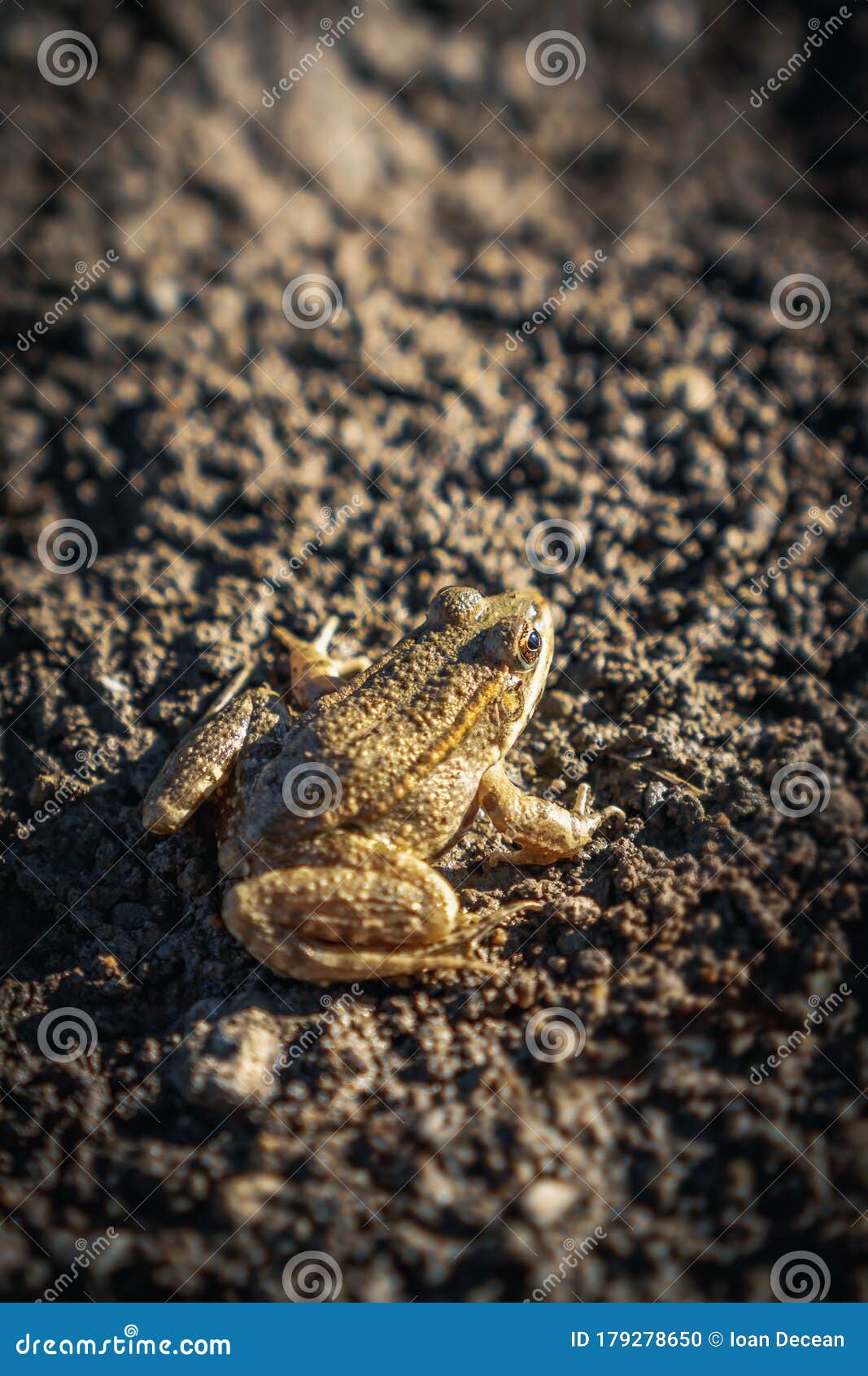 Camouflaged Frog on Muddy Ground Stock Photo - Image of captured ...