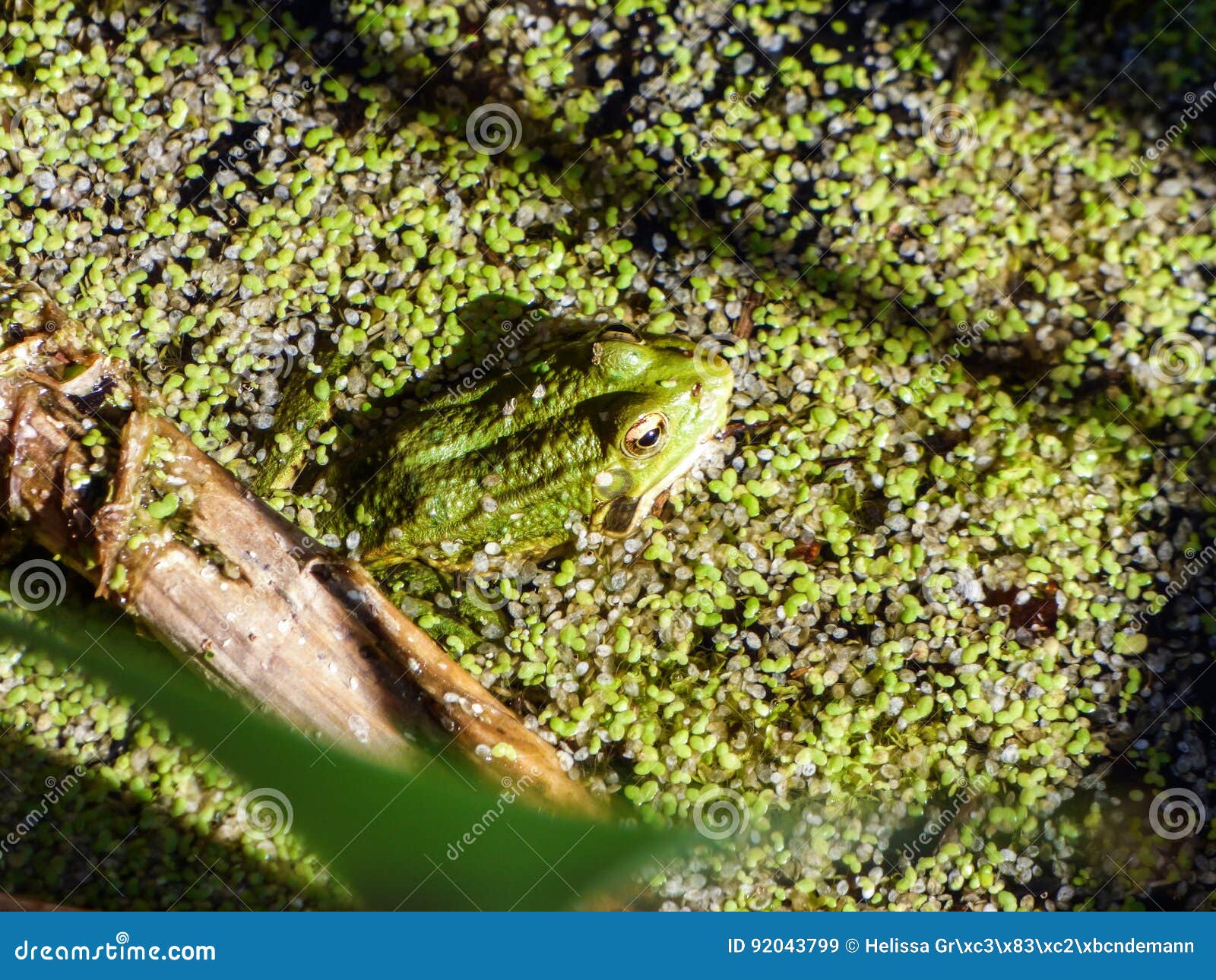 Camouflaged frog in a pond stock image. Image of sitting - 92043799