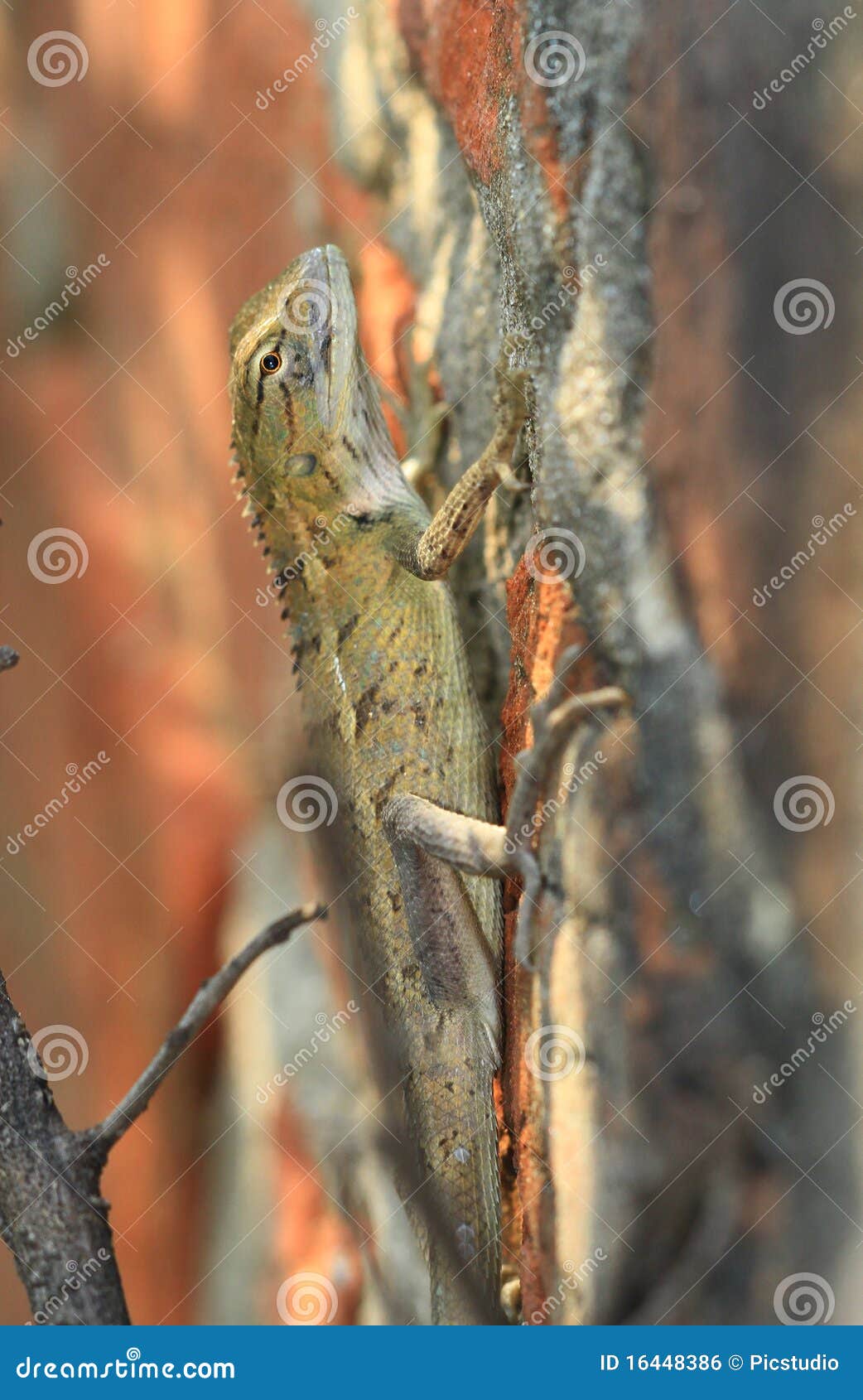 Camouflaged garden lizard stock photo. Image of reptiles - 16448386