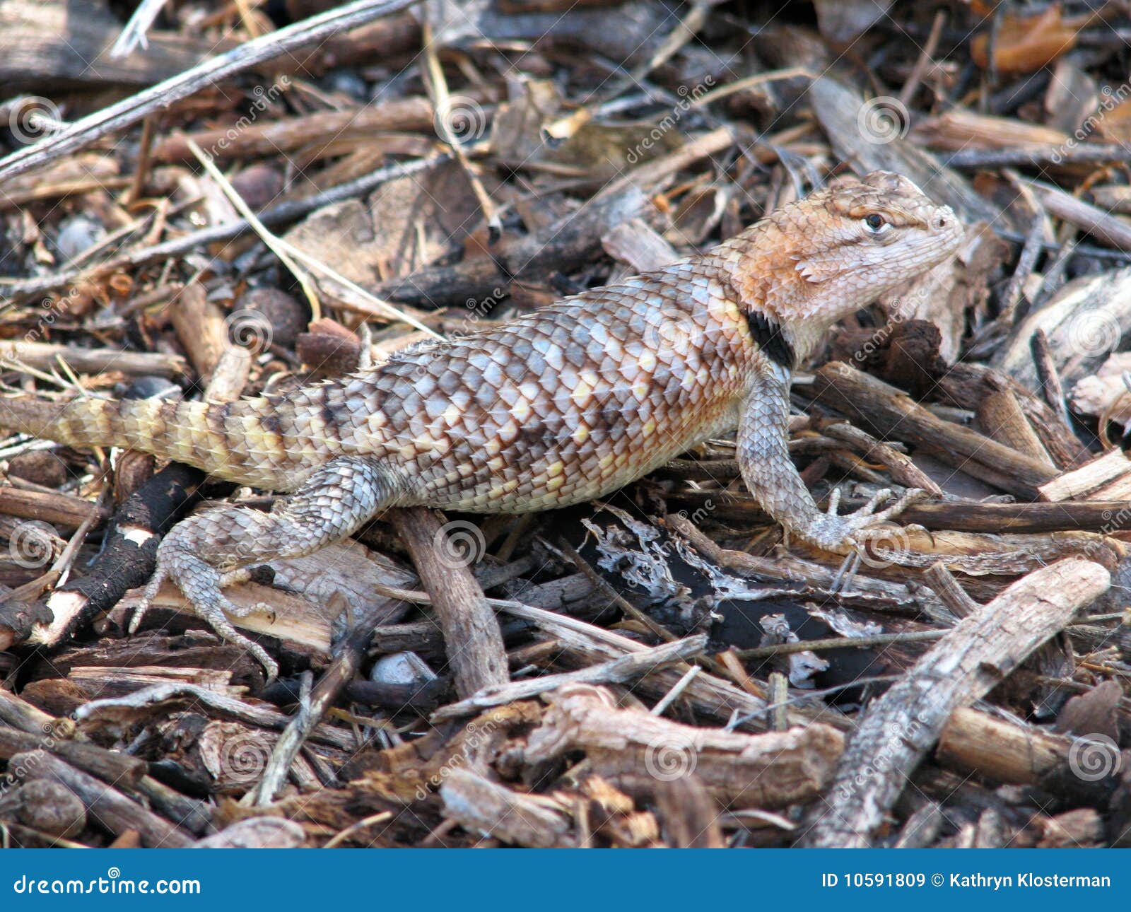 Camouflaged lizard stock image. Image of reptile, hide - 10591809