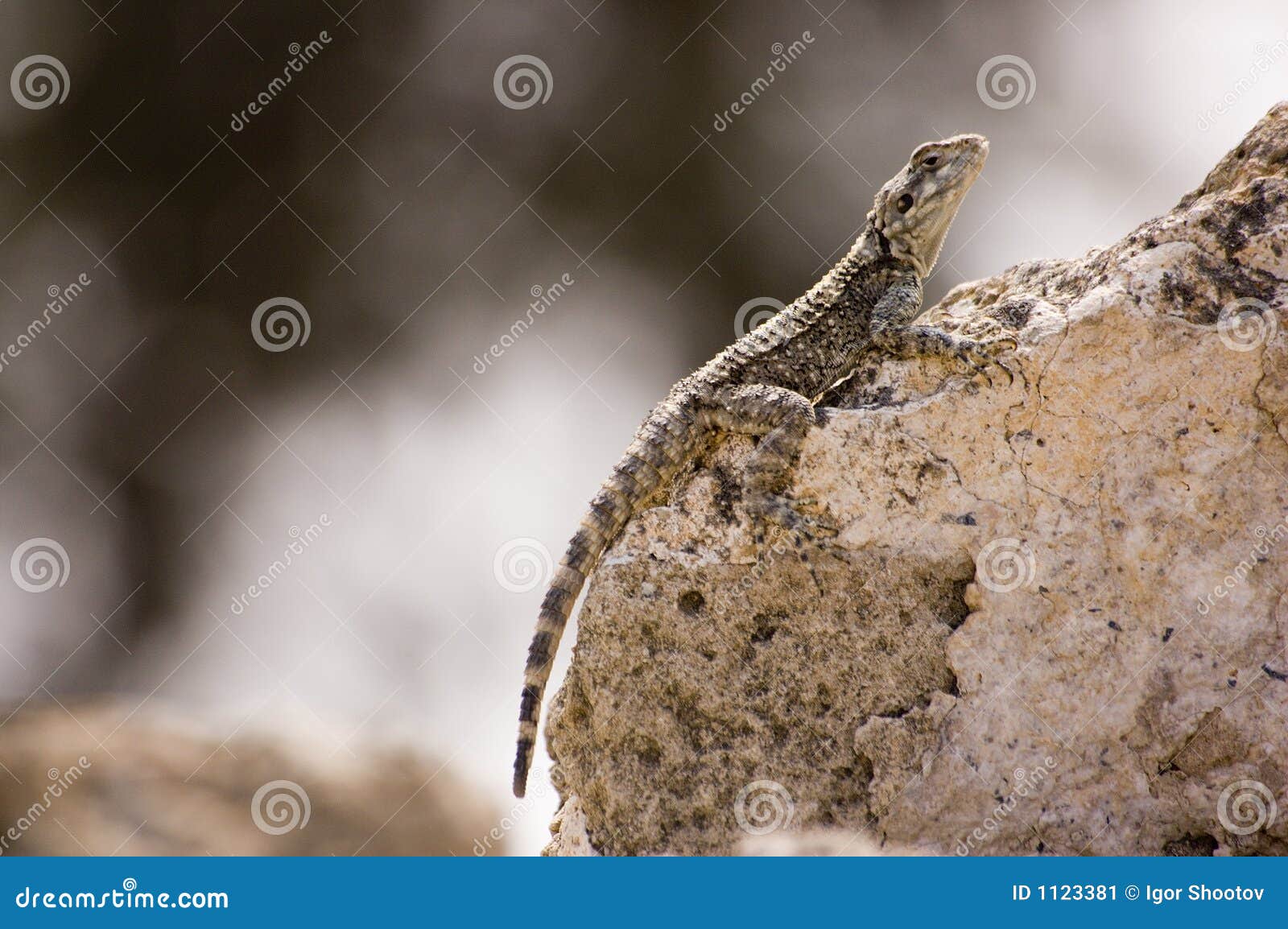 Camouflaged lizard stock image. Image of tail, rock, closeup - 1123381