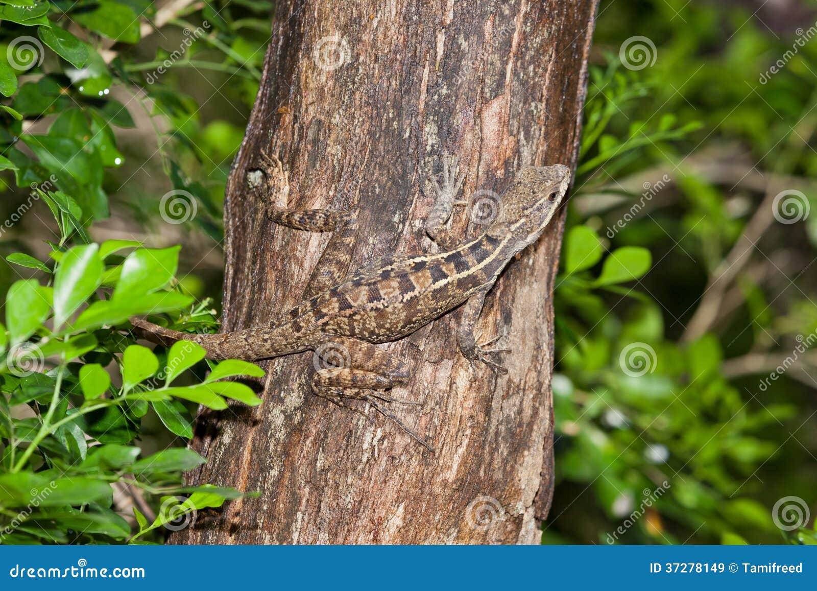 Camouflaged Lizard stock image. Image of cautious, curious - 37278149