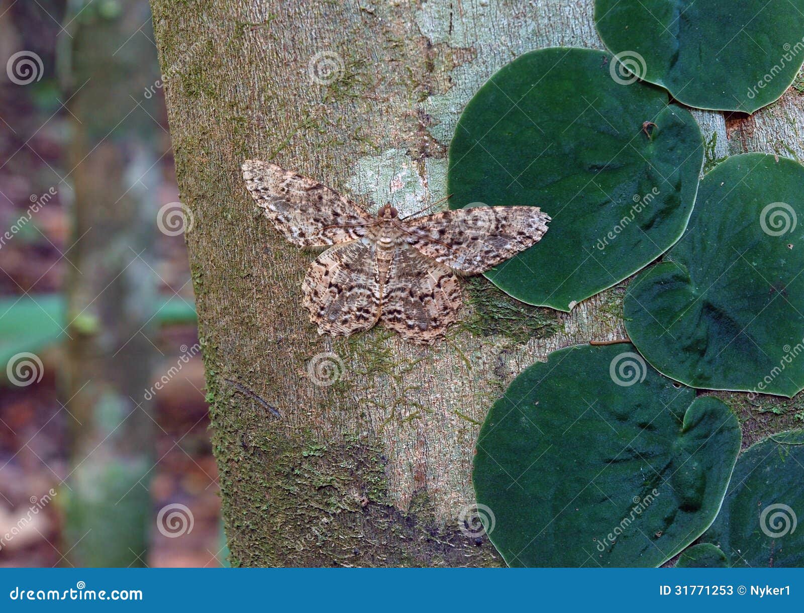 Camouflaged Moth On Tree Royalty-Free Stock Photography | CartoonDealer ...