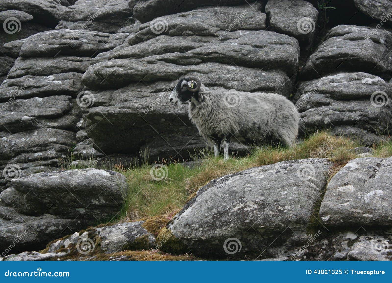 Camouflaged sheep stock image. Image of wild, animal - 43821325