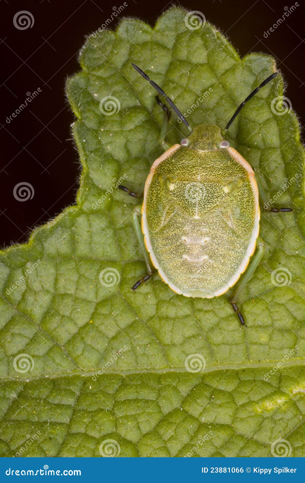 Camouflaged Shield Bug stock photo. Image of camouflage - 23881066