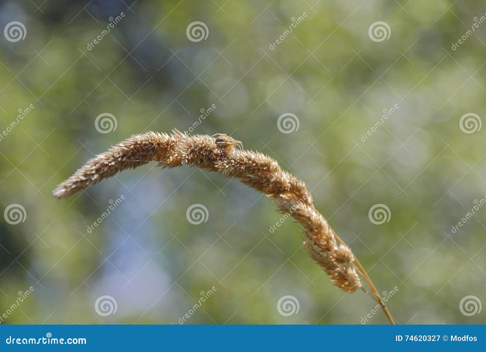 Camouflaged Spider on Blade of Hay Stock Image - Image of blend, small ...
